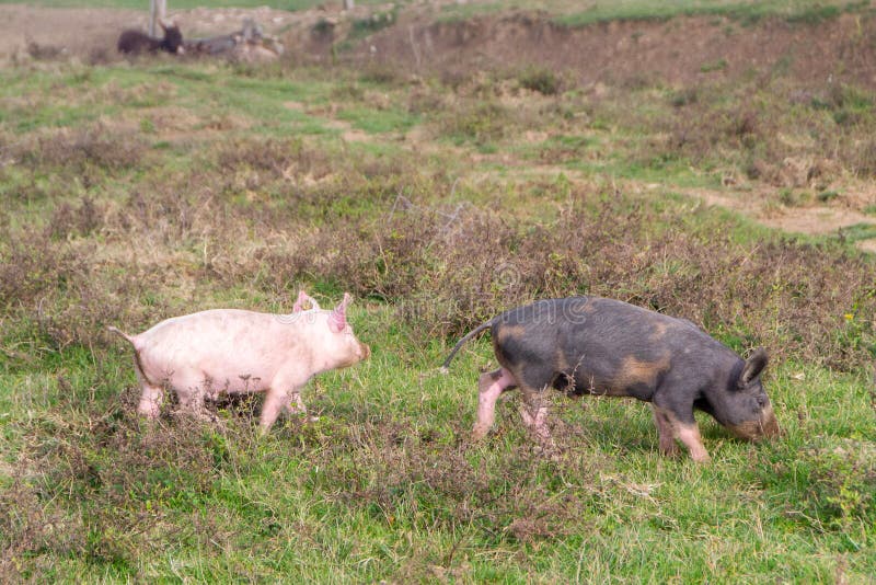 Porcs de accouplement photo stock. Image du truie, porc - 2869398