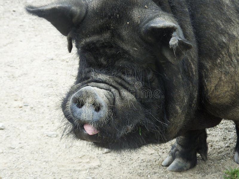 Porc Et Porc Noir Dans Le Domaine Photo stock - Image du domaine, porc ...