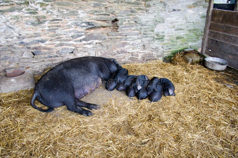 Porco Feio Grande Com Dentes Ruins Imagem de Stock - Imagem de ...