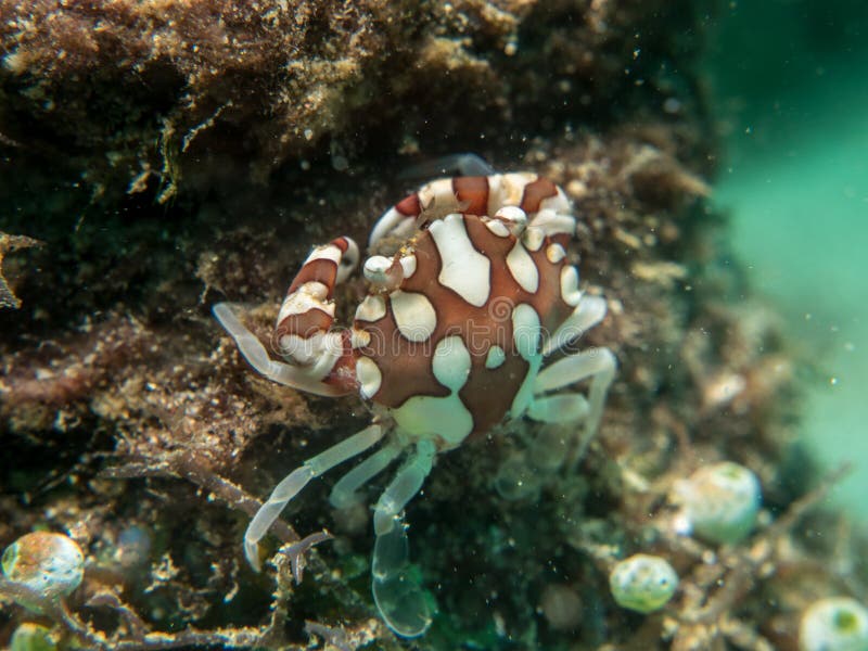 Porcelain Anemone Crab at Sea Anemone Stock Image - Image of scuba ...