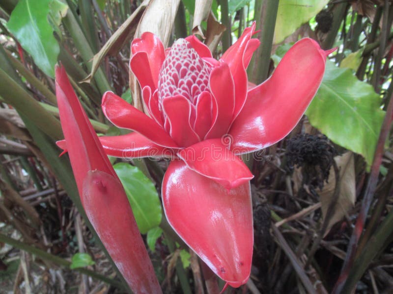 Porcelain Rose Flower in Forest Stock Image - Image of rose, button ...