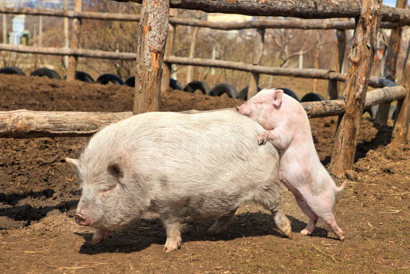 Porcs de accouplement photo stock. Image du truie, porc - 2869398