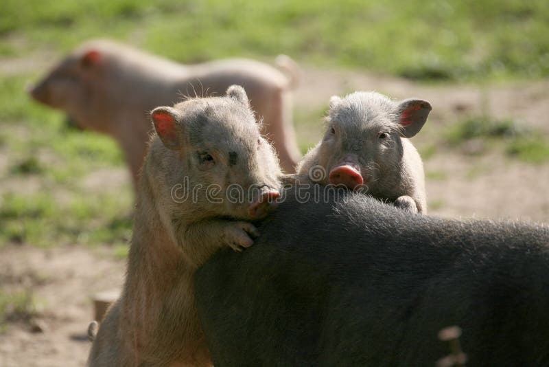 Porcs de accouplement photo stock. Image du truie, porc - 2869398