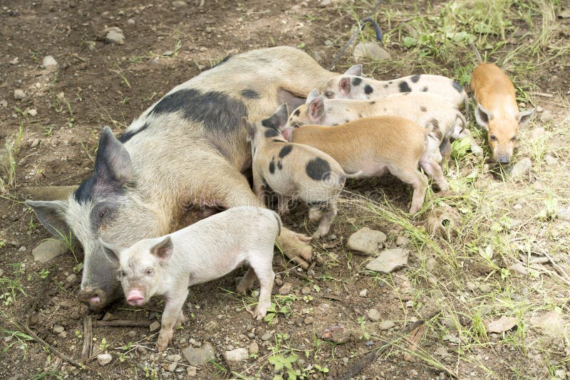 Une Truie Avec Des Porcelets De Nourrisson Image stock - Image du ...
