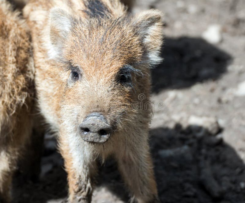 Porcellino del verro fotografia stock. Immagine di mangi - 70722506