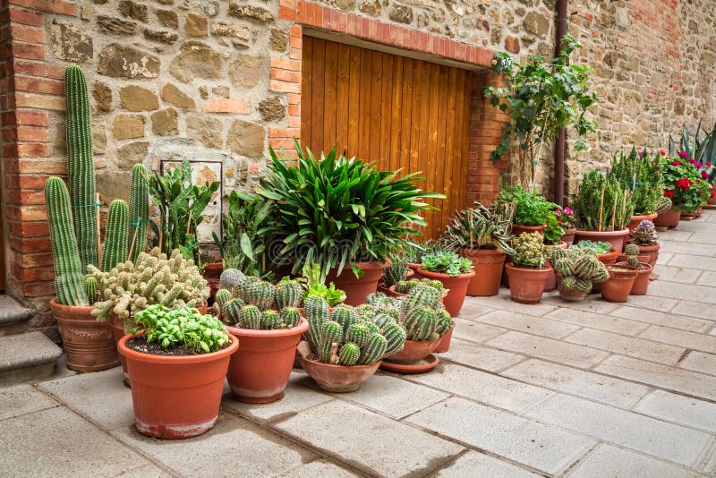 Porch Full of Cacti in Tuscany Stock Image - Image of flower, europe ...