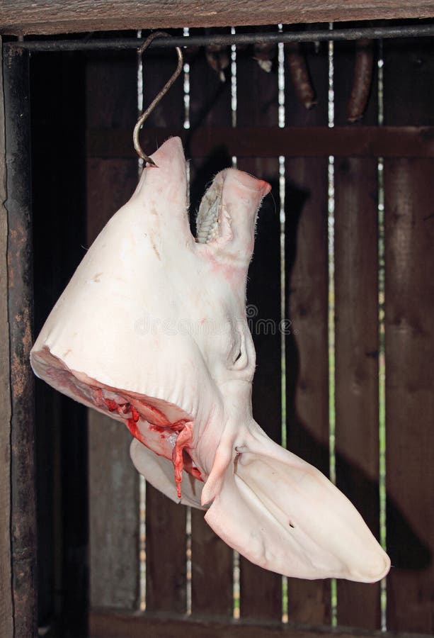 Porcine head stock image. Image of hanger, bloody, dead - 28256195