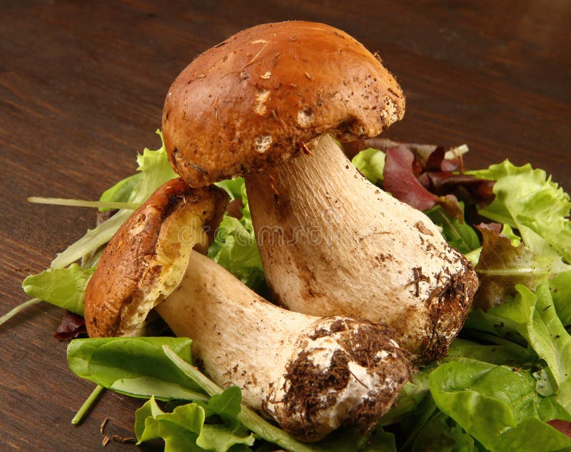Porcini stock image. Image of delicacy, mushroom, porcini - 16326605