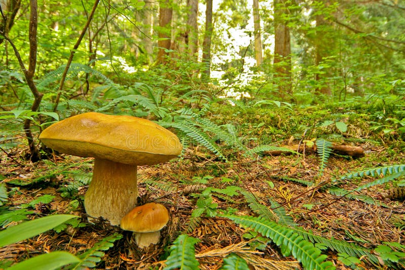 Porcini mushroom stock image. Image of nature, mushroom - 4781611