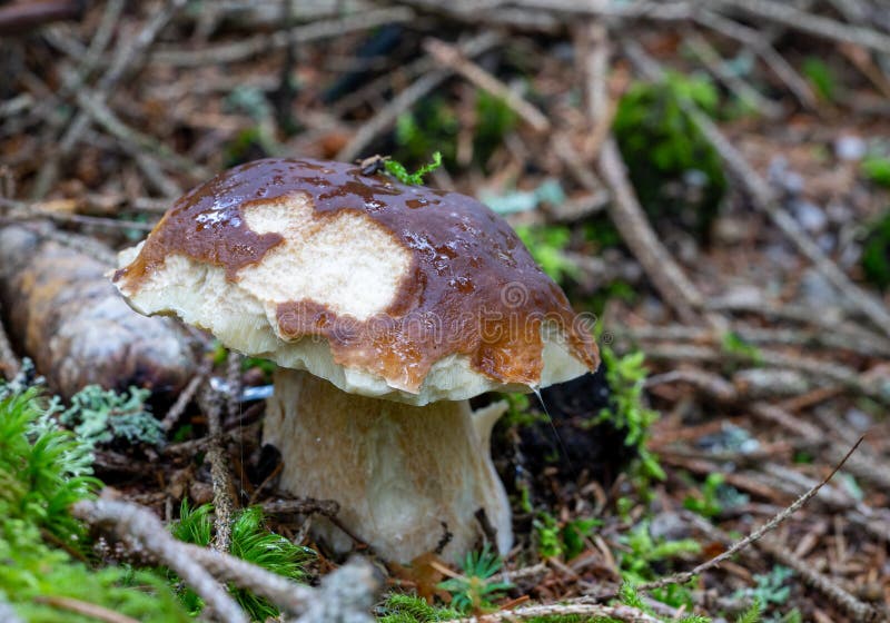 Porcini Mushroom Boletus Edulis in the Forest Stock Image - Image of ...