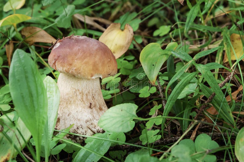 Porcini Mushroom in the Forest in Green Grass Stock Photo - Image of ...