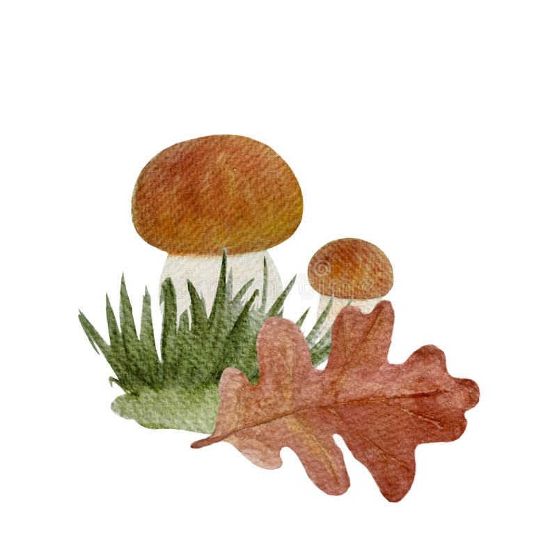 Porcini Mushroom With A Snail And Oak Leaf Watercolor Compositon Isolated On White Stock Image