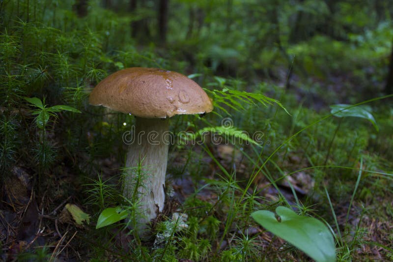 Porcini Mushrooms Grow in the Forest Stock Image - Image of growing ...