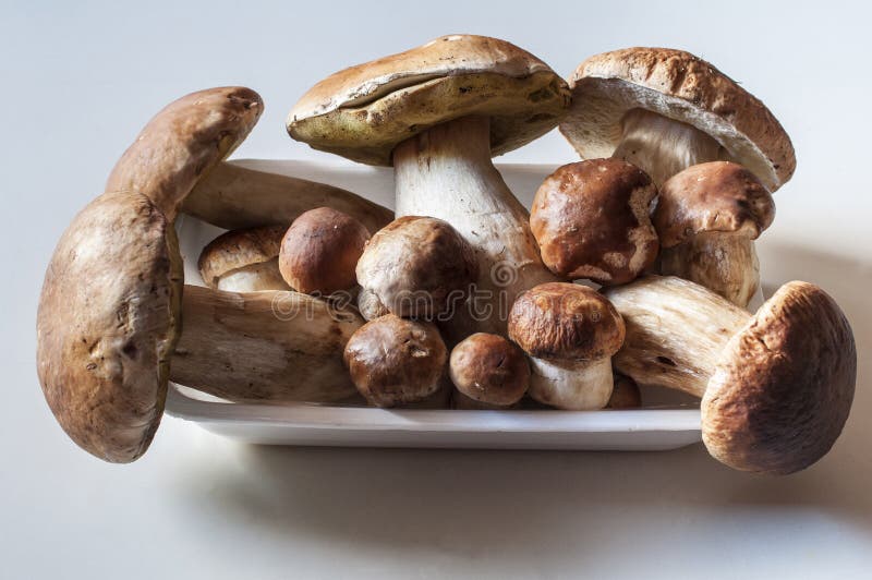 Boletos: Boletus Edulis, Un Hongo Imagen de archivo - Imagen de cubo ...