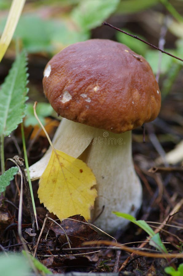 Porcino in autumn wood stock photo. Image of ingredient - 60495186