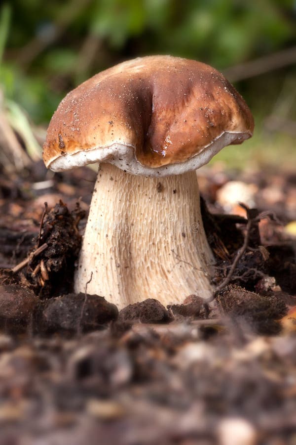 Porcino on forest floor stock photo. Image of closeup - 26968802