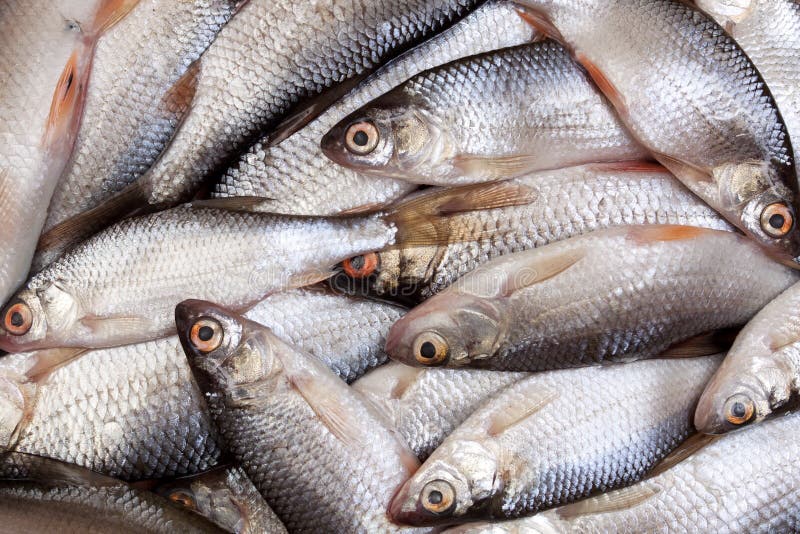 Porciones De Escarcho Fresco Foto de archivo - Imagen de animal, primer ...