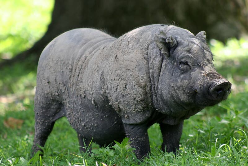 Porco foto de stock. Imagem de ventre, bacon, fazenda - 2090262