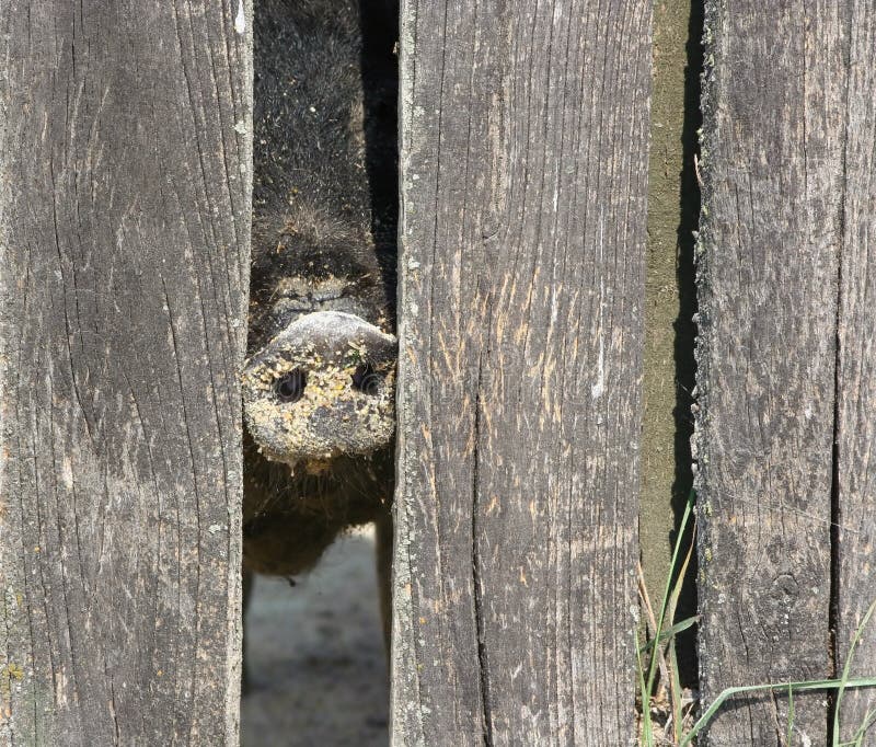 2,181 Fotos de Stock de Porco Feio - Fotos de Stock Gratuitas e Sem ...