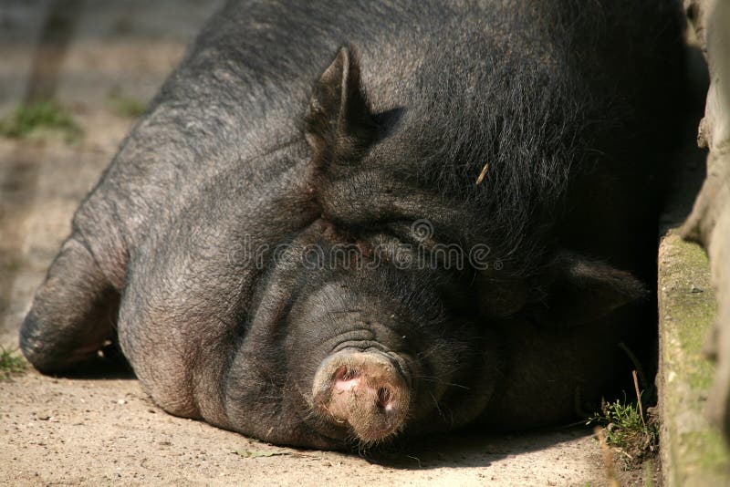 2,181 Fotos de Stock de Porco Feio - Fotos de Stock Gratuitas e Sem ...