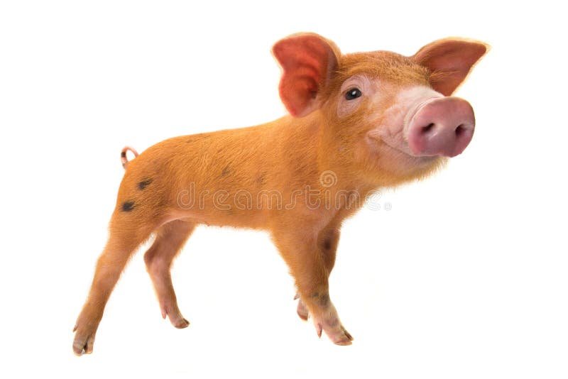 Porco feliz foto de stock. Imagem de agricultura, exterior - 14941336