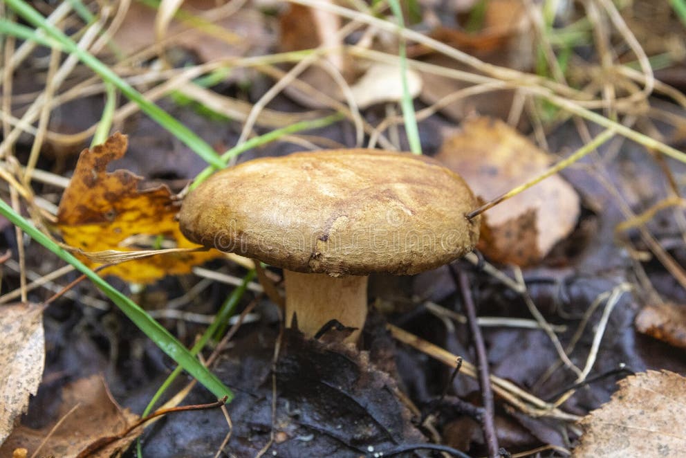 Porco-cara do cogumelo imagem de stock. Imagem de marrom - 128100111