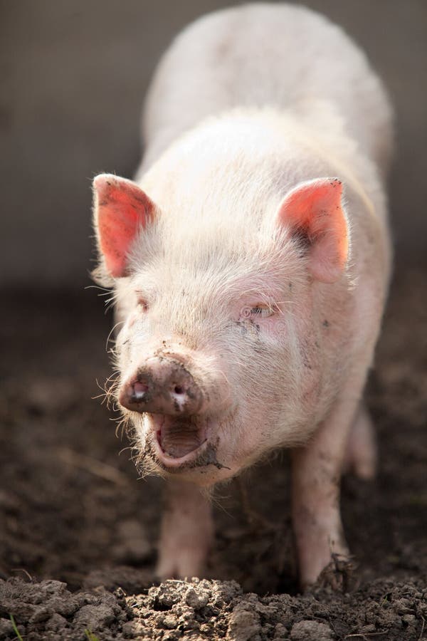 Porco rosa foto de stock. Imagem de corcunda, doméstico - 22971858
