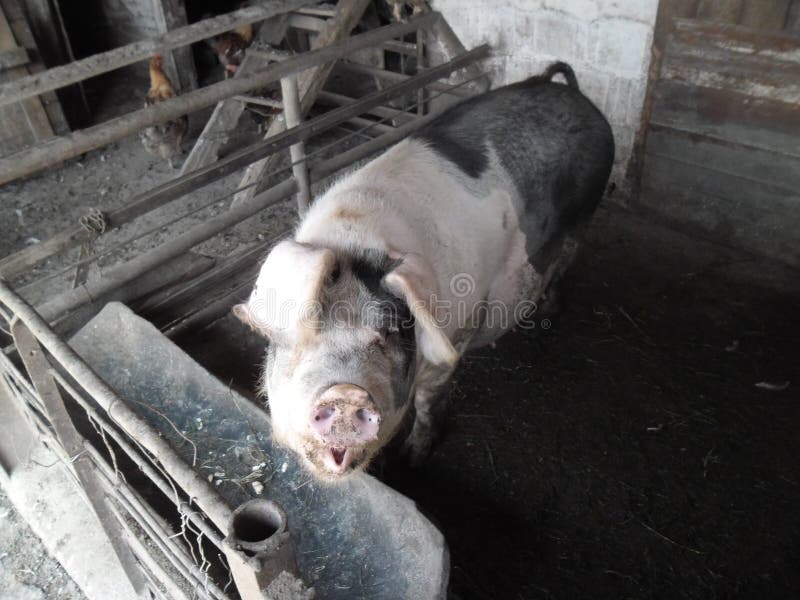 Porco feio imagem de stock. Imagem de rosa, cabeça, cheiro - 12481355