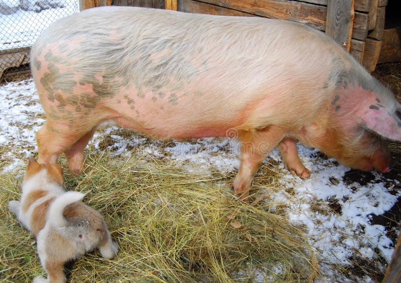 Porco E Filhote De Cachorro Imagem de Stock - Imagem de pigsty, pigpen ...