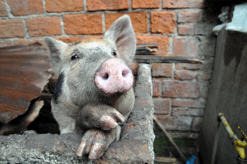 Porco engraçado foto de stock. Imagem de cheerful, fechamento - 34789244