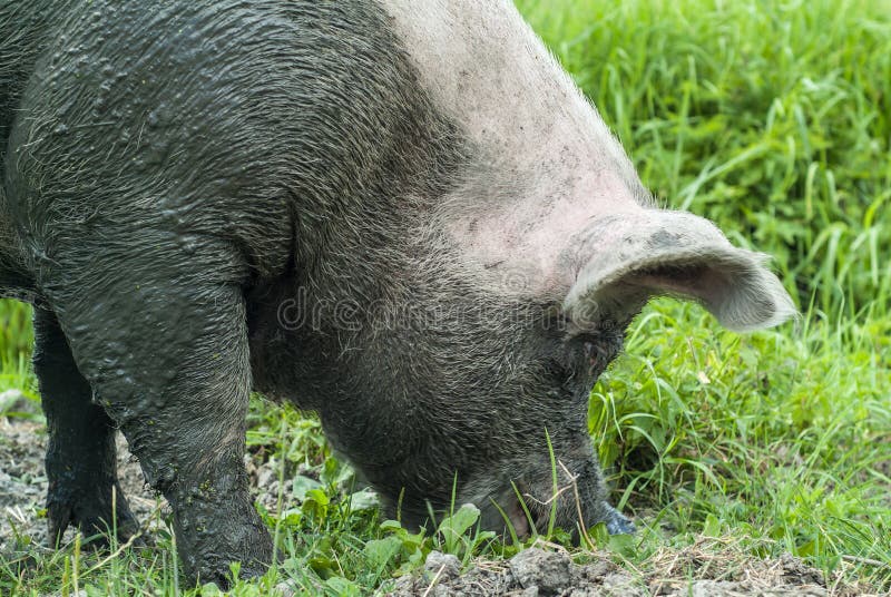 Porco Feio Grande Com Dentes Ruins Imagem de Stock - Imagem de ...