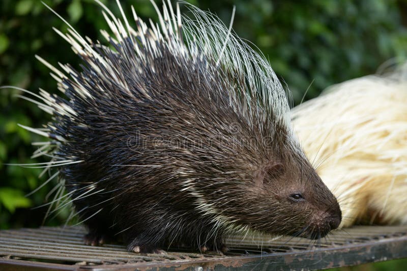 Porco-espinho imagem de stock. Imagem de perigoso, agulha - 118889067