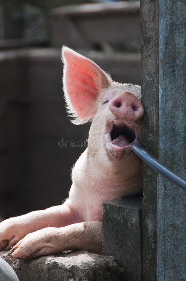 Porco feliz imagem de stock. Imagem de boca, porca, cultivar - 21953017