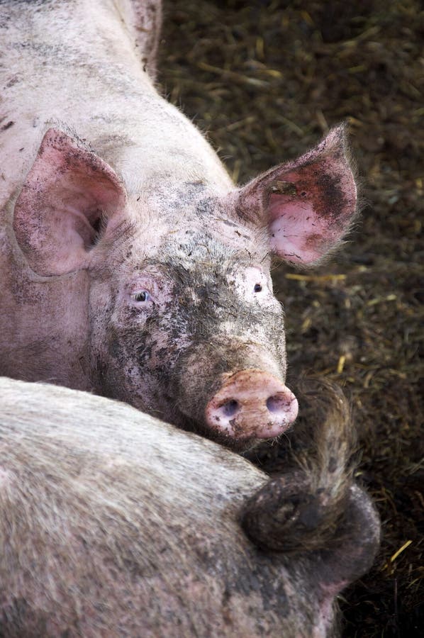 Porco feliz imagem de stock. Imagem de porca, cauda, animal - 26303451
