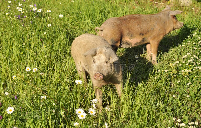Porco feliz foto de stock. Imagem de agricultura, exterior - 14941336