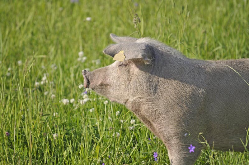 Porco feliz foto de stock. Imagem de agricultura, exterior - 14941336