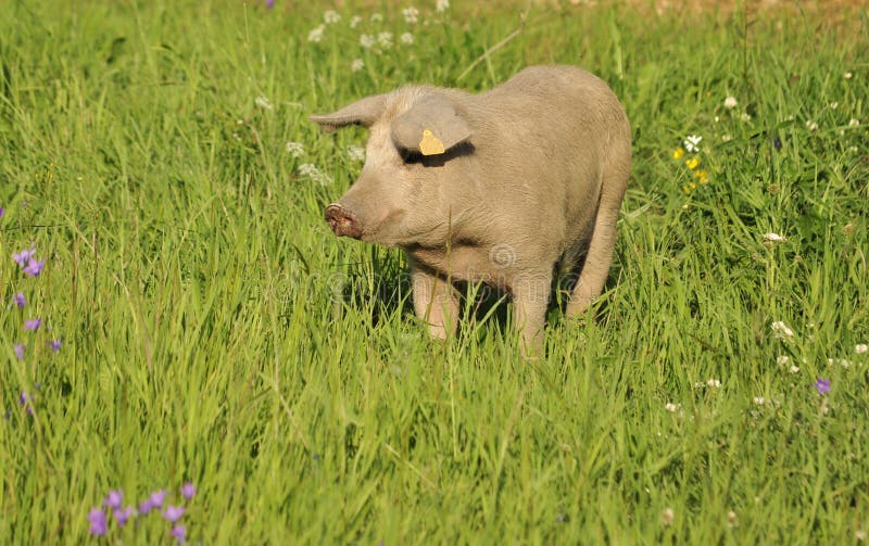 Porco feliz foto de stock. Imagem de agricultura, exterior - 14941336