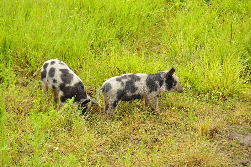 Porco feliz foto de stock. Imagem de agricultura, exterior - 14941336