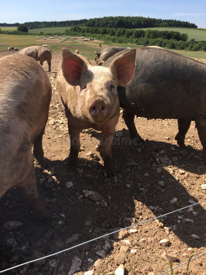 Porco feliz foto de stock. Imagem de porco, brilhante - 56864656