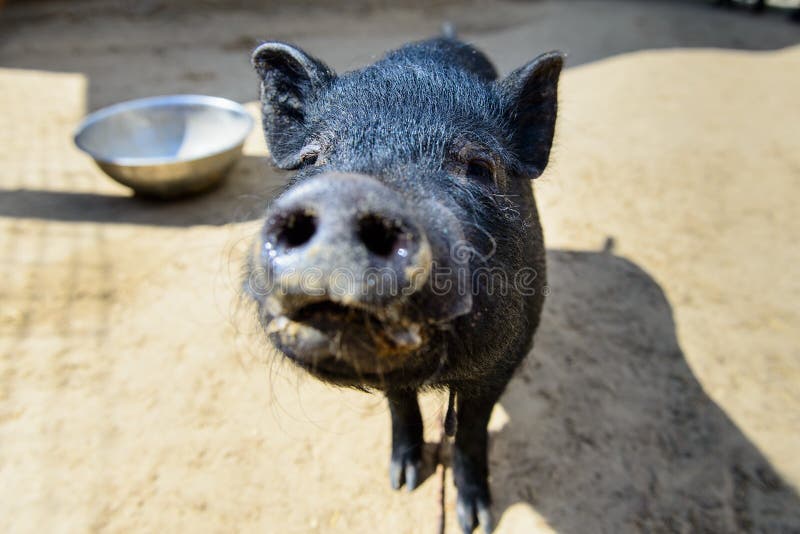Fotos de Stock de Porco Preto Na Terra Rural - Fotos de Stock Gratuitas ...