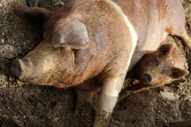 Ranch Fotos De Stock Gratuitas & Imagens, Ranch Royalty-Free e Domínio ...