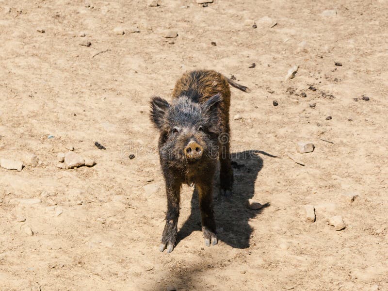 372 Porco Sujo Feio Fotos - Fotos de Stock Gratuitas e Fotos Royalty ...