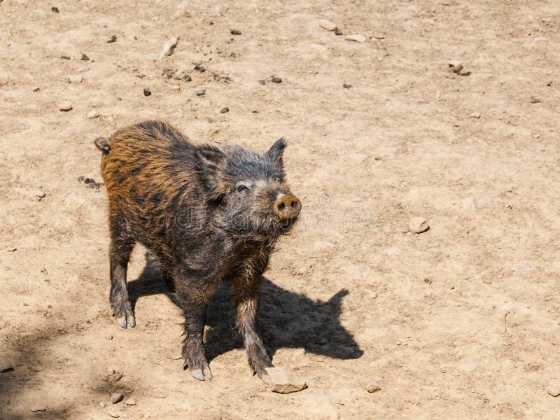 372 Porco Sujo Feio Fotos - Fotos de Stock Gratuitas e Fotos Royalty ...