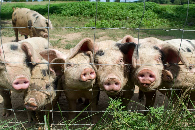 Dois Porcos Felizes Atrás Das Barras Foto de Stock - Imagem de barras ...