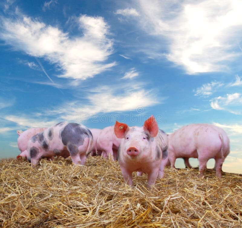 Porcs image stock. Image du agriculture, porcelet, beau - 10241029