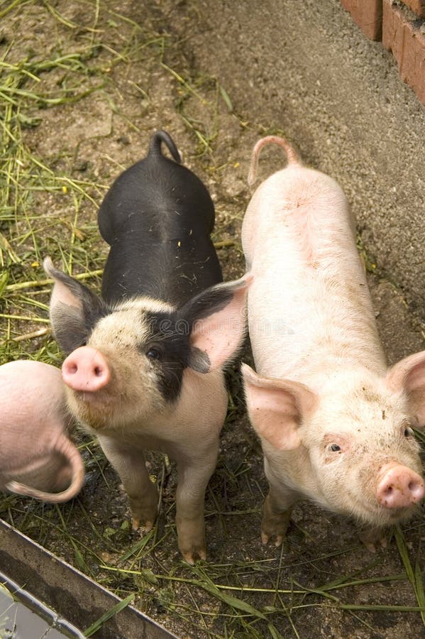 Porcs photo stock. Image du nourriture, durée, protection - 1058772