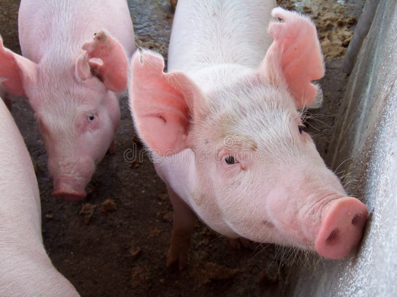 Porc image stock. Image du animal, affermage, bétail - 14043021