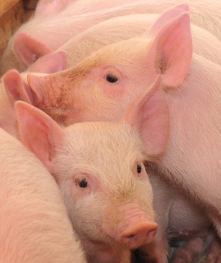 Porc photo stock. Image du laines, oreilles, manger, noir - 15147068