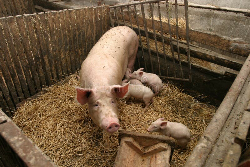 Porcs de accouplement photo stock. Image du truie, porc - 2869398