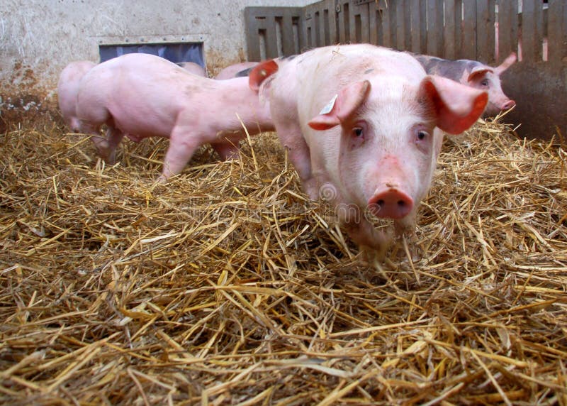 Porcs de accouplement photo stock. Image du truie, porc - 2869398